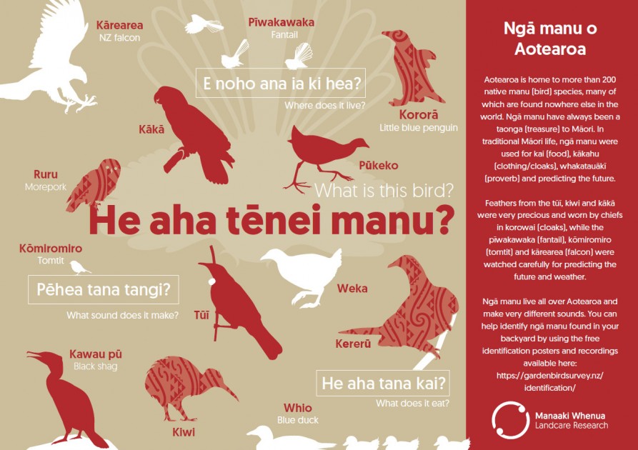 Poster: He aha tēnei manu? What is this bird? » Manaaki Whenua