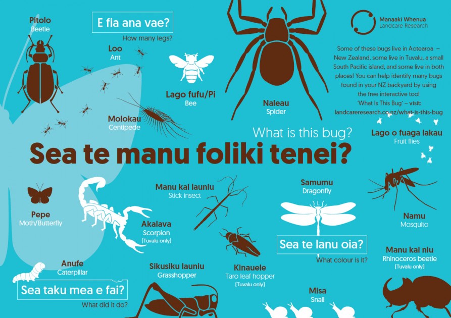 Poster: Sea te manu foliki tenei? What is this bug? » Manaaki Whenua