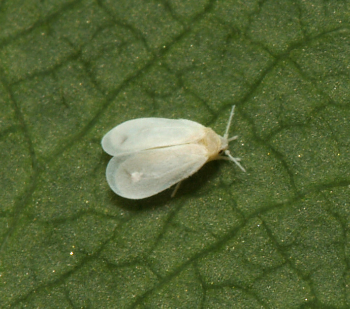 Whitefly » Manaaki Whenua