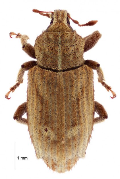 Vegetable weevil » Manaaki Whenua