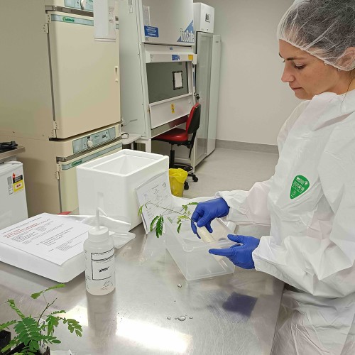 First natural enemy for an invasive weed to be released in Tuvalu » Manaaki Whenua