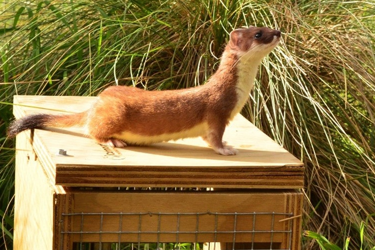 Fortune favours the timid: how better understanding of stoat behaviour will help predator ...