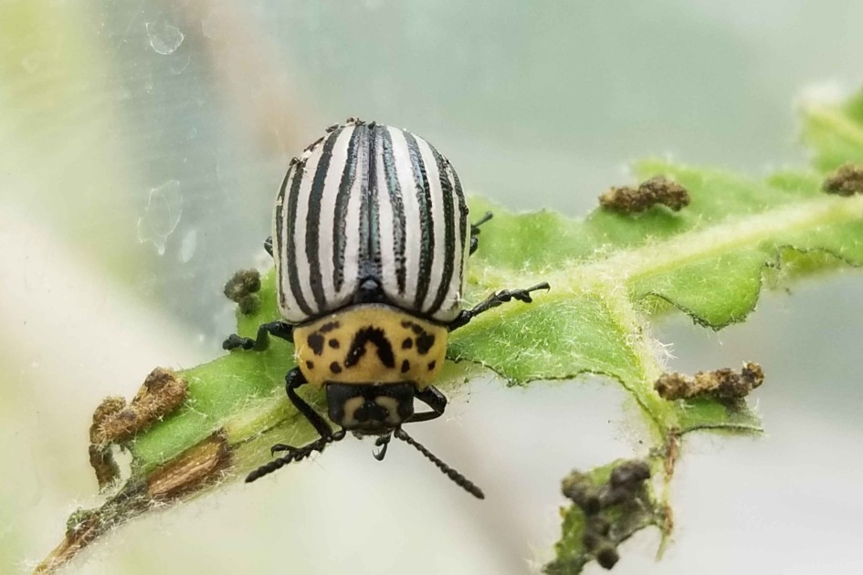 Pico beetle to help Vanuatu combat invasive prickly solanum » Manaaki ...