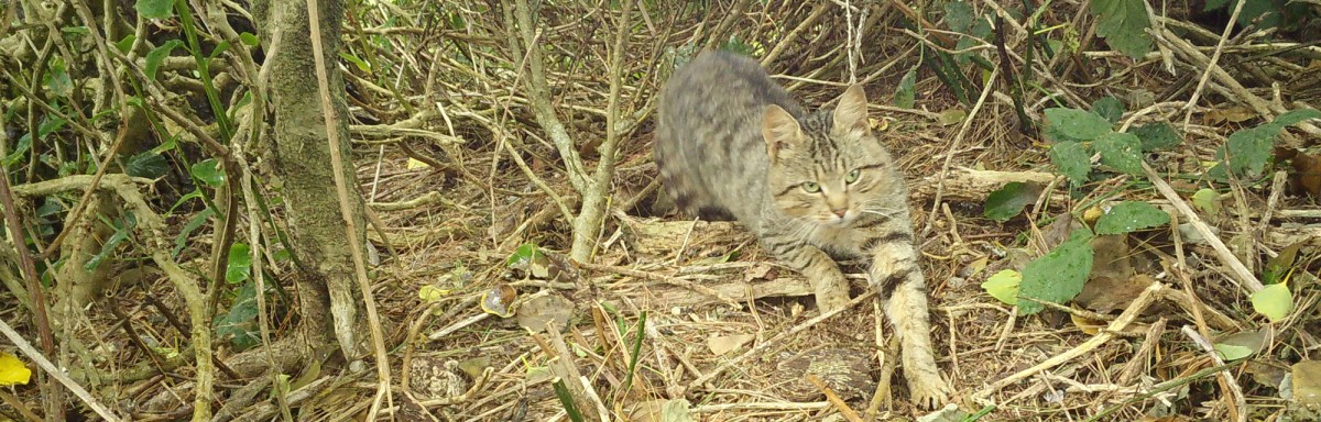 The naming of cats » Manaaki Whenua