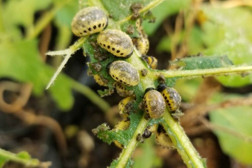 Pico beetle to help Vanuatu combat invasive prickly solanum » Manaaki ...