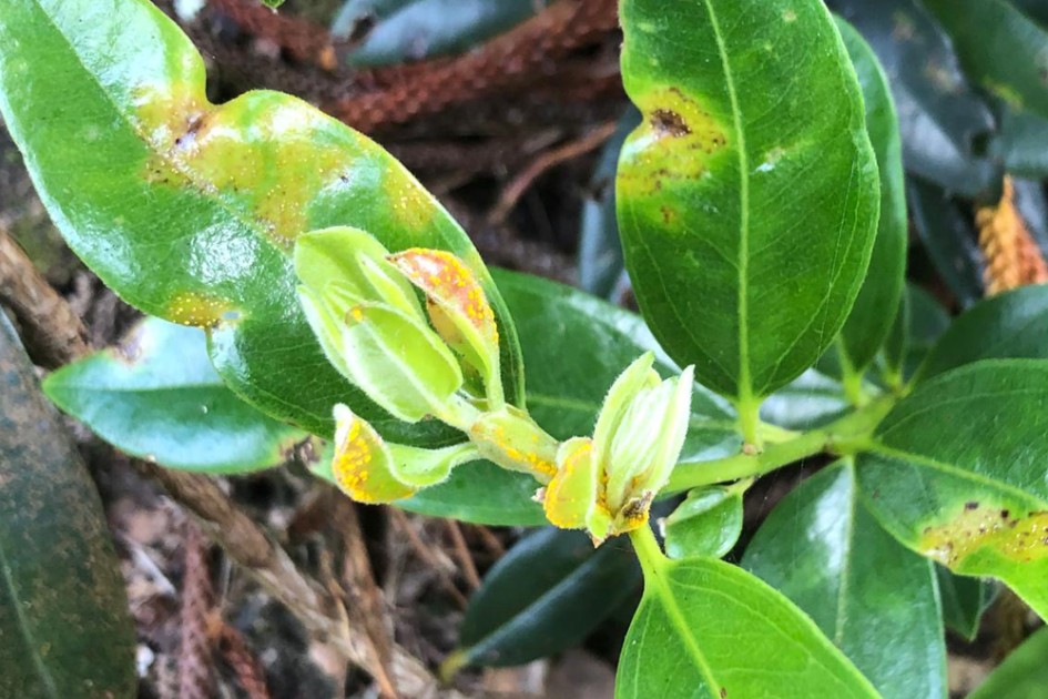 Myrtle rust – some good news on a bad anniversary » Manaaki Whenua
