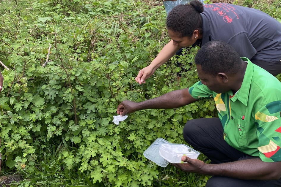 Vanuatu expands invasive weed management efforts with landmark release ...