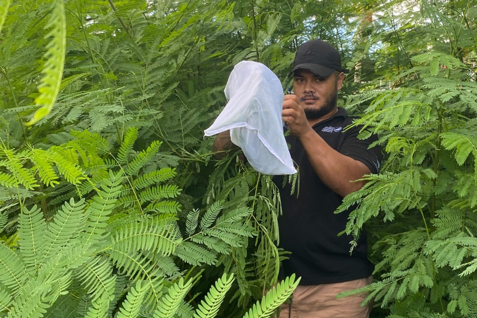 First natural enemy for an invasive weed to be released in Tuvalu ...