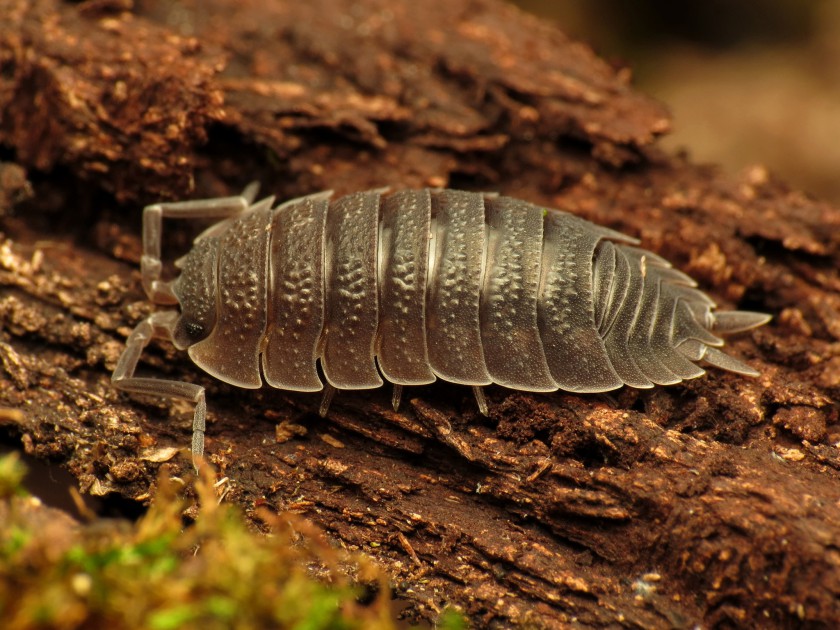 Slaters » Manaaki Whenua