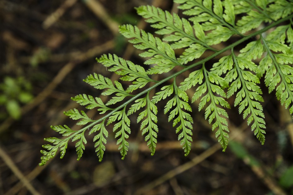 Listening to the voices of our environment » Manaaki Whenua