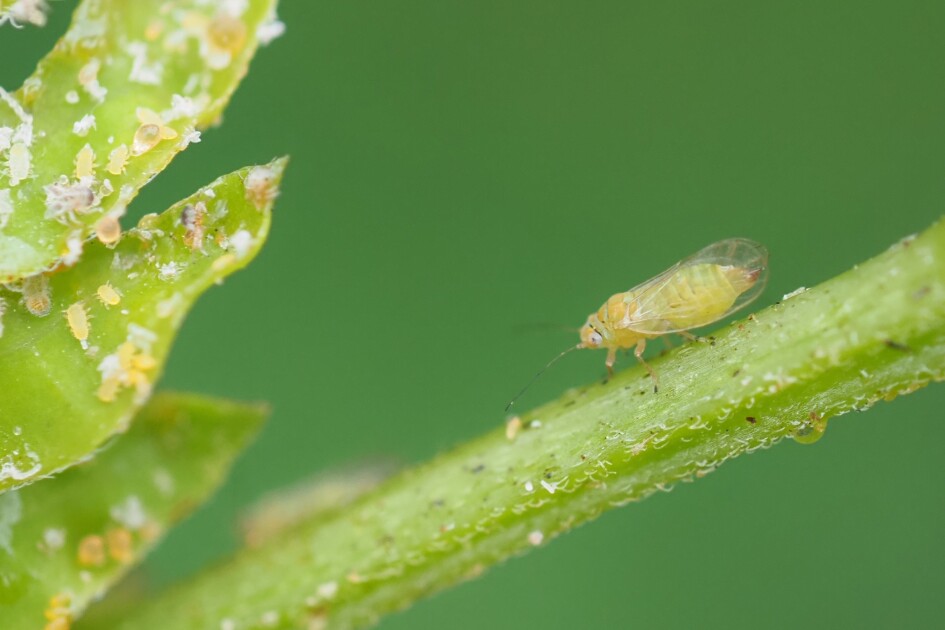 Psyllid answer: a new biocontrol weapon for Tuvalu » Manaaki Whenua