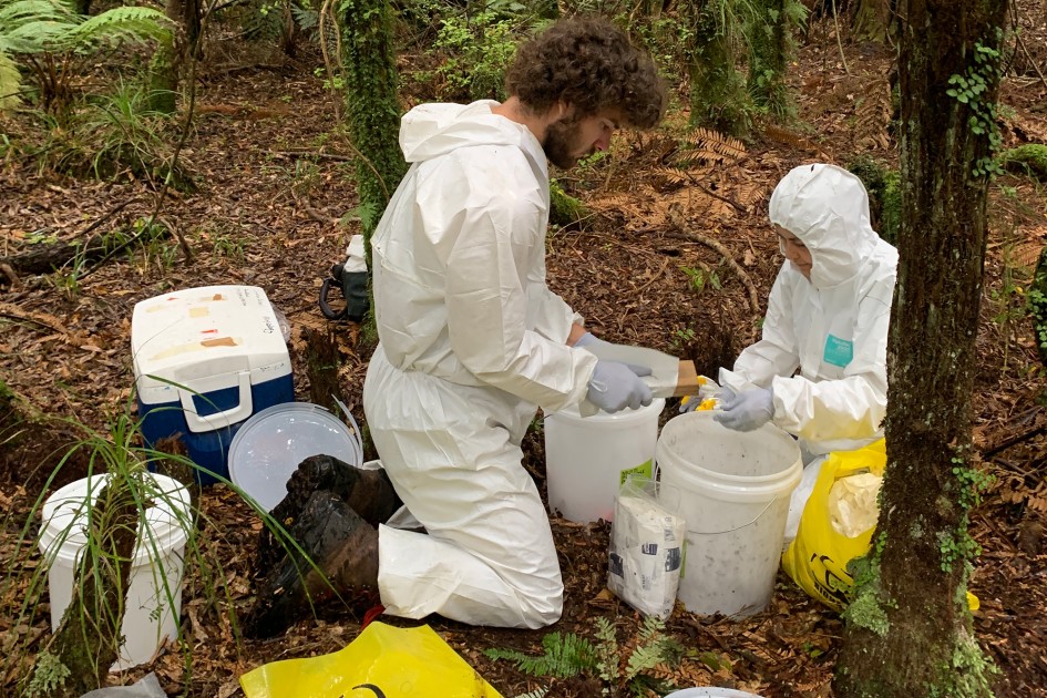An update on our myrtle rust research » Manaaki Whenua