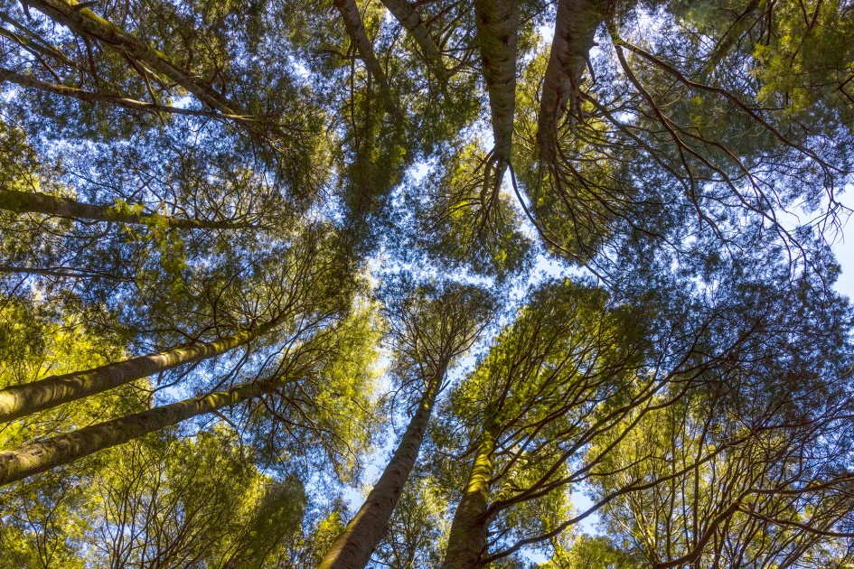 Barriers and enablers to rural landowners engaging in native ...