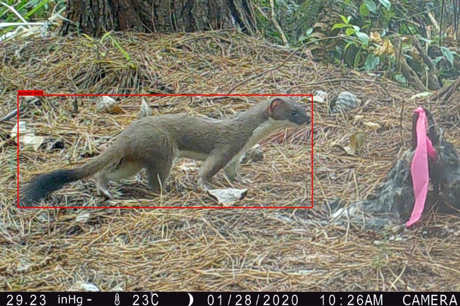 Using artificial intelligence to monitor wildlife » Manaaki Whenua