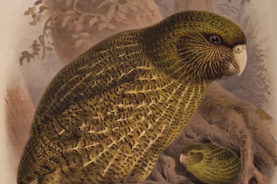 Historical newspaper articles unfold the story of the near-extinction ...