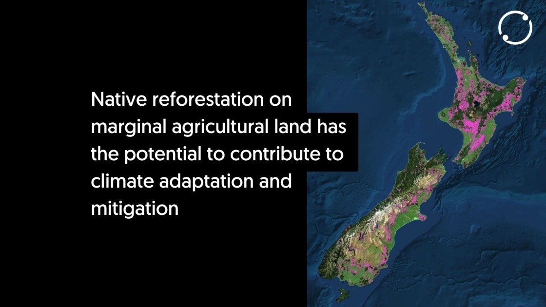 Native reforestation: standing our ground » Manaaki Whenua