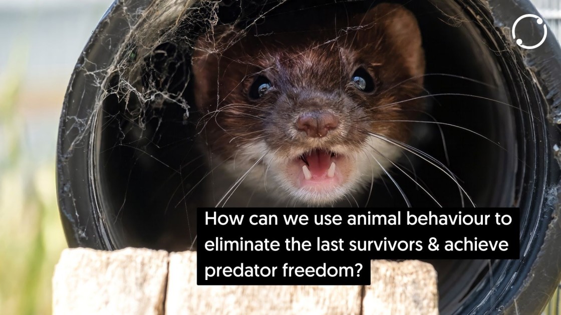 Using animal behaviour to eliminate the last survivors and achieve ...