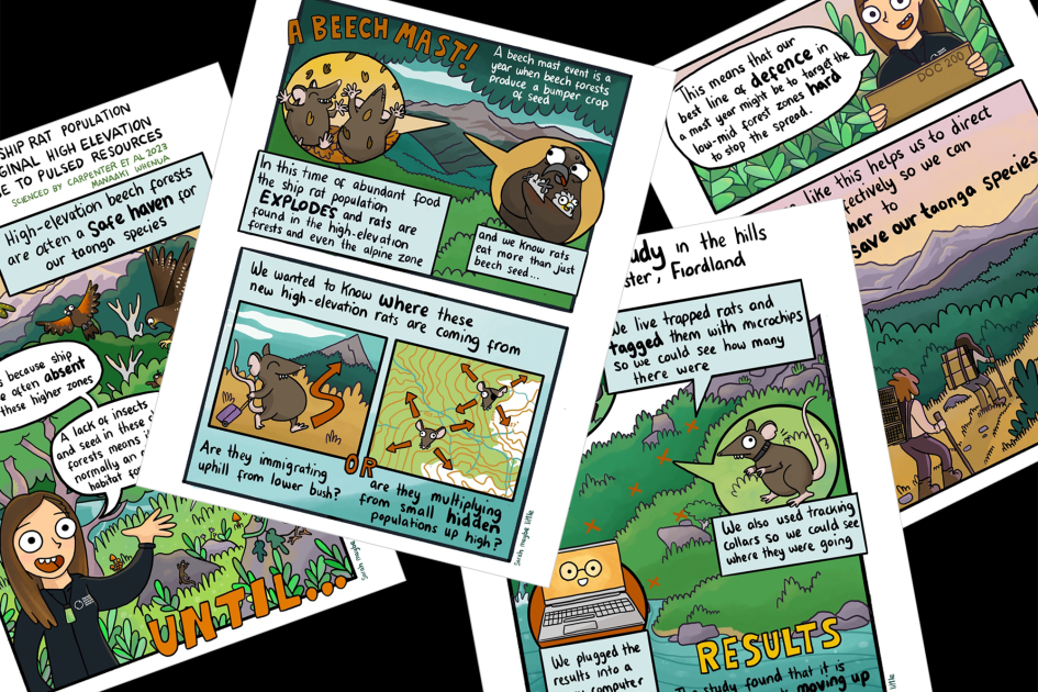 Graphic illustrations tell rats’ tales » Manaaki Whenua
