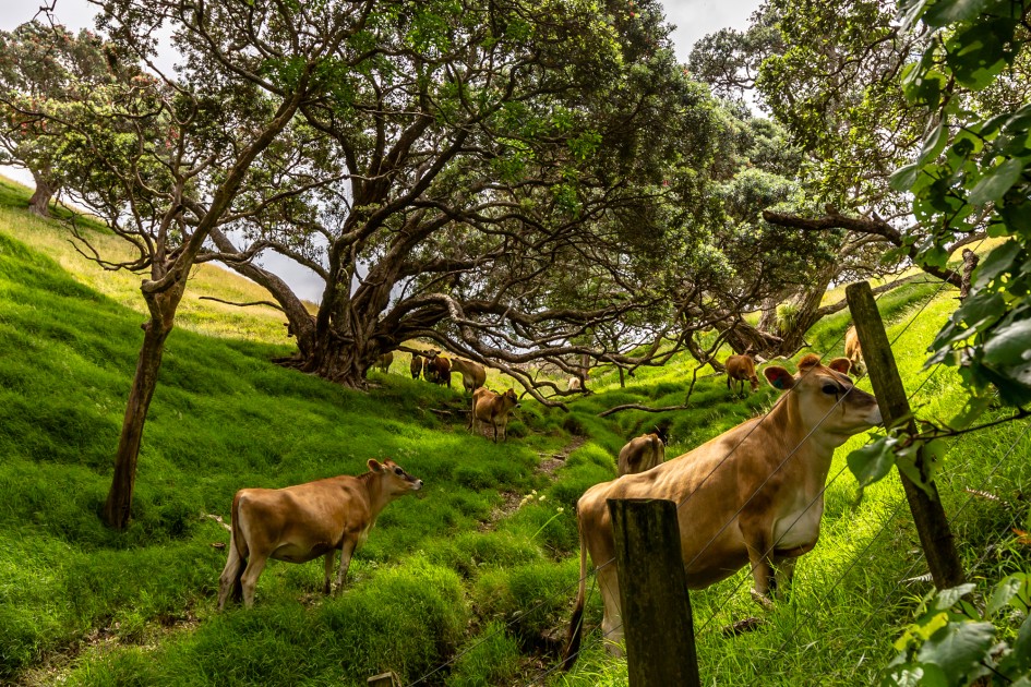 Roast beef: how trees could help » Manaaki Whenua