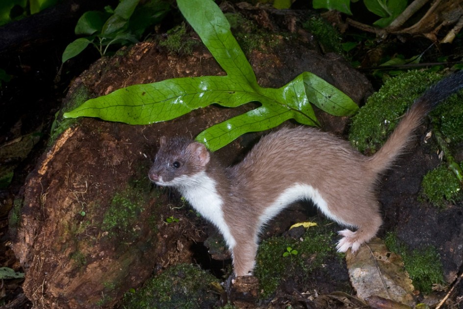 Fortune favours the timid: how a better understanding of stoat ...