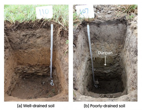 Reducing water use and nitrogen loss under irrigated cropping » Manaaki ...