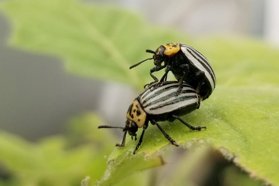 Chemical Communication Between Native and Introduced Plants and Insects ...