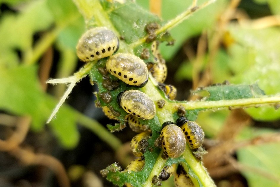 On the way to Solving a Prickly Problem » Manaaki Whenua