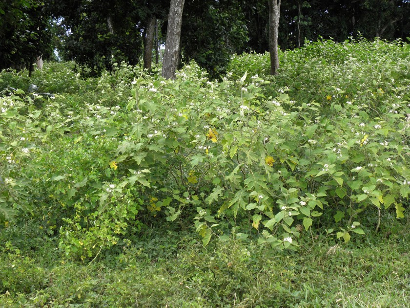 On the way to Solving a Prickly Problem » Manaaki Whenua
