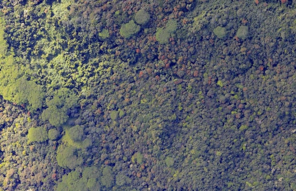 Weed Biocontrol in the Cook Islands Shows the Way for Others » Manaaki ...