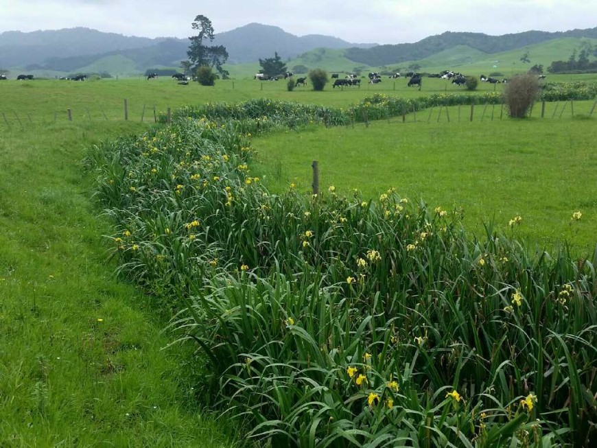 Yellow Flag Iris Flea Beetle Touches Down » Manaaki Whenua