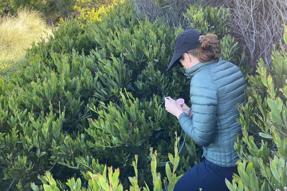 A newly established wasp unanimously welcomed » Manaaki Whenua