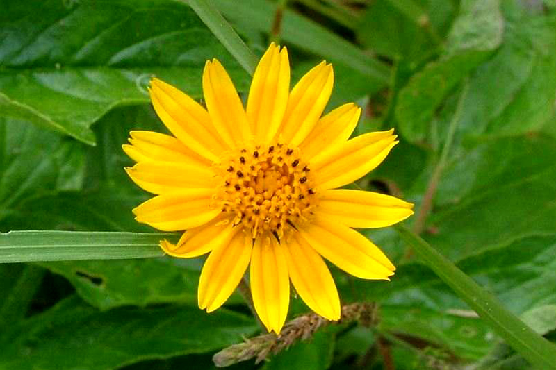 Biocontrol for Singapore Daisy in the Pacific? » Manaaki Whenua