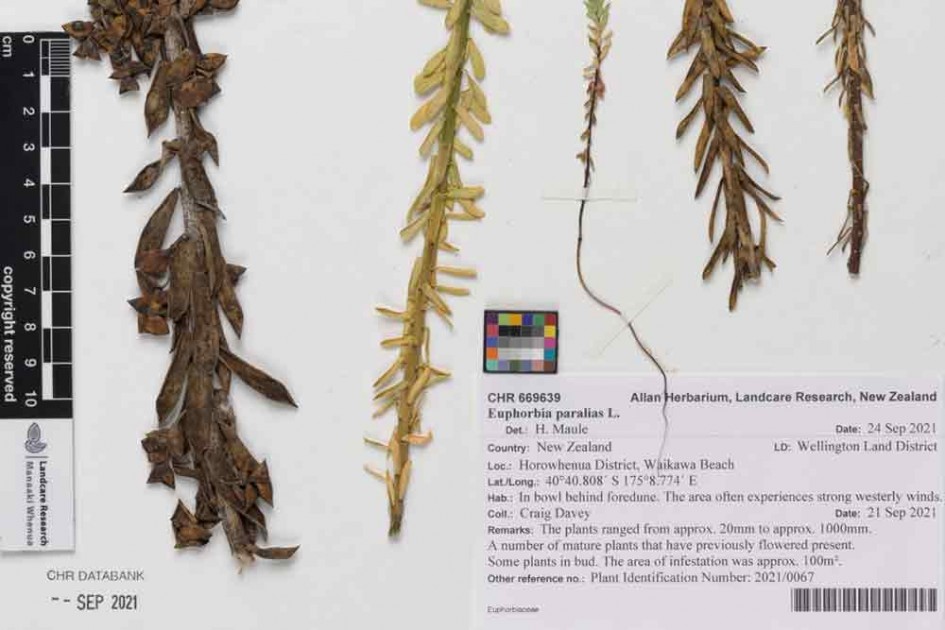 Keeping Track of the Adventive Plant Species in New Zealand » Manaaki ...