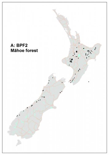 Mahoe forest » Manaaki Whenua