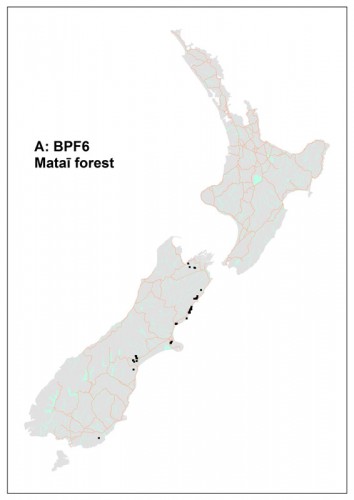 Mataī forest » Manaaki Whenua
