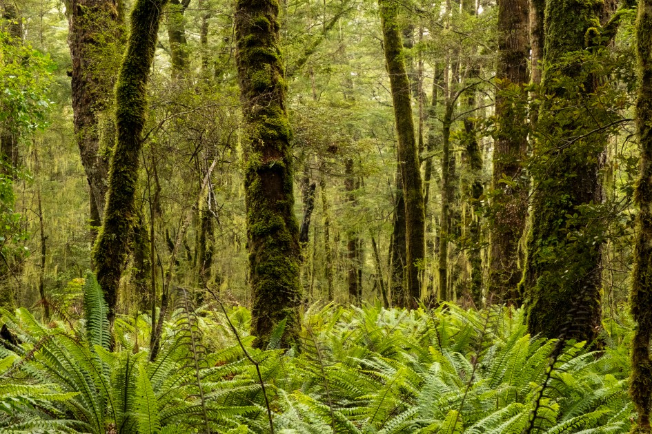 Black/mountain beech - silver beech forest/subalpine shrubland » Manaaki Whenua
