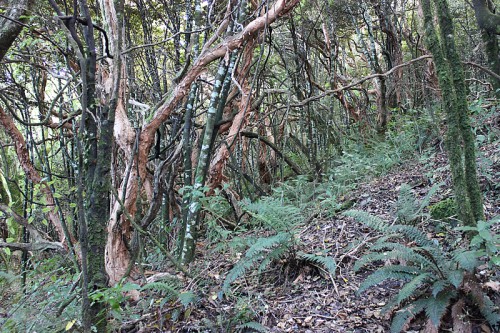 Pepperwood – fuchsia – broadleaf forest » Manaaki Whenua