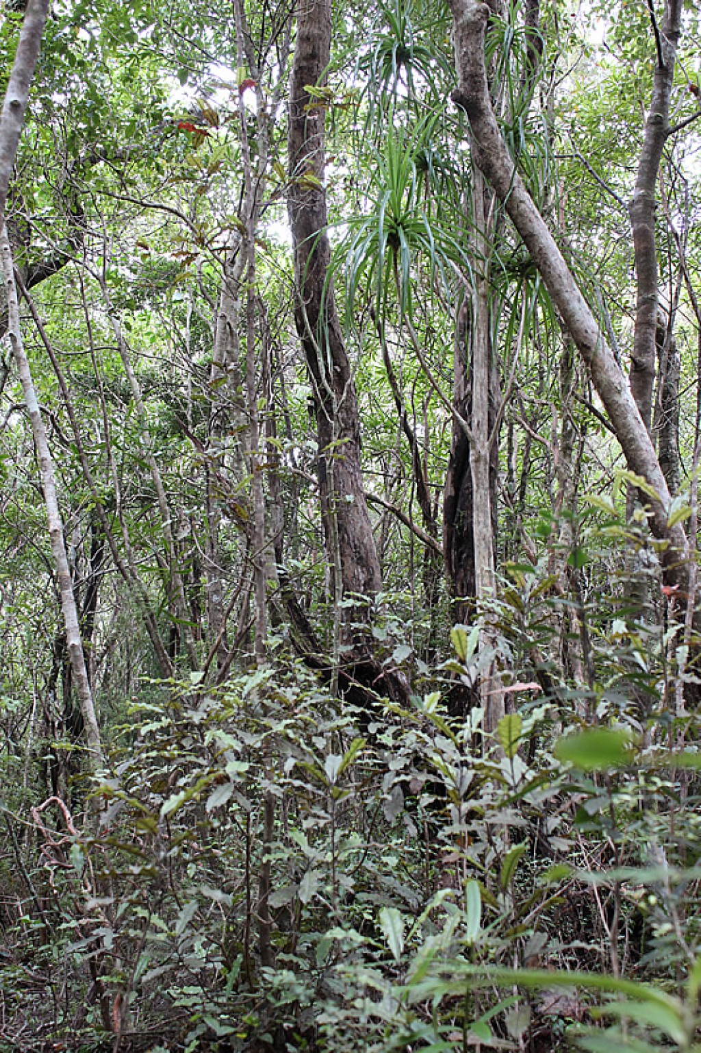 Kāmahi – Southern rata forest and tall shrubland » Manaaki Whenua