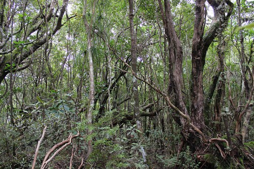 Kāmahi – Southern rata forest and tall shrubland » Manaaki Whenua