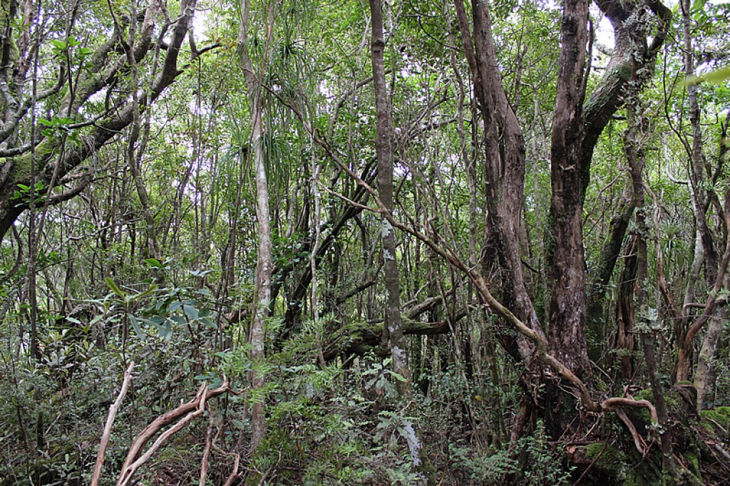 Kāmahi – Southern rata forest and tall shrubland » Manaaki Whenua