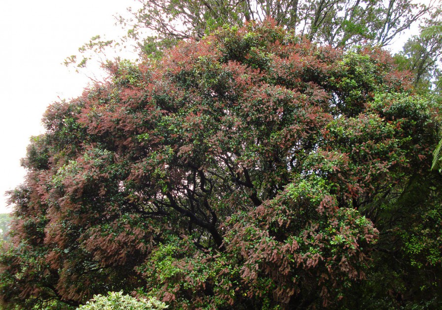 Towai – tawa forest » Manaaki Whenua