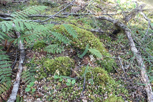 Black/mountain beech forest (subalpine) » Manaaki Whenua