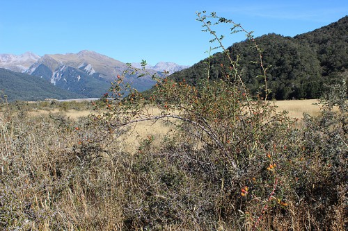 Matagouri shrubland » Manaaki Whenua