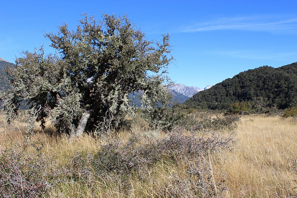Matagouri shrubland » Manaaki Whenua