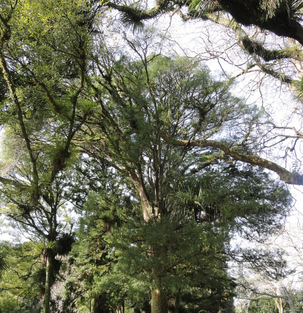 Mataī forest » Manaaki Whenua