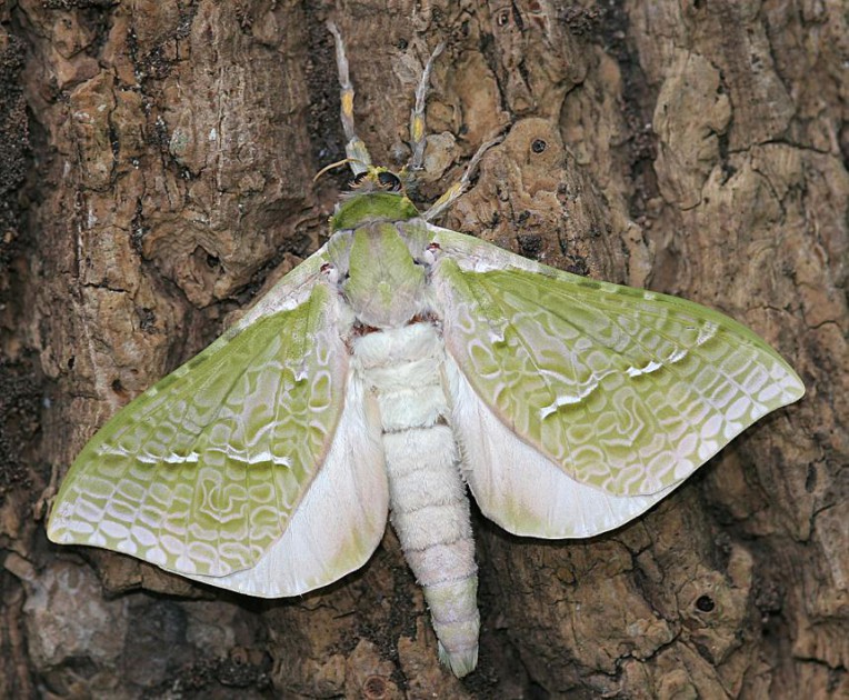 Puriri moth » Manaaki Whenua