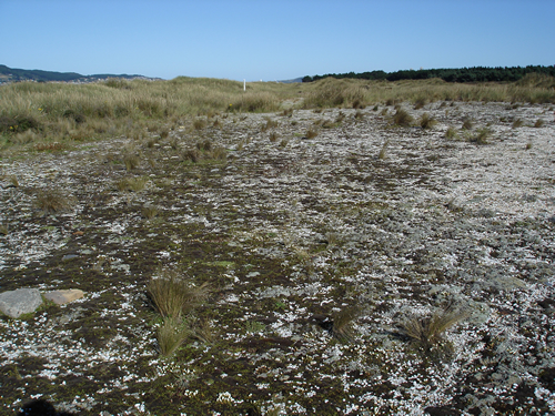 Dune deflation hollows » Manaaki Whenua