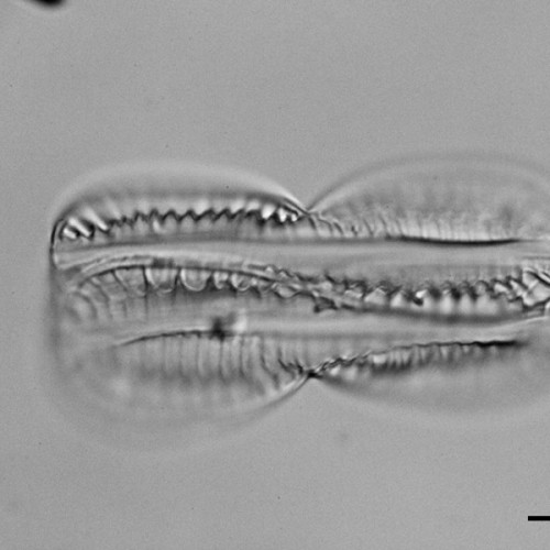 Entomoneis wilkinsonia » Manaaki Whenua