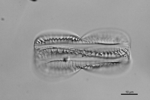 Image gallery » Manaaki Whenua