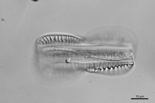 Image gallery » Manaaki Whenua